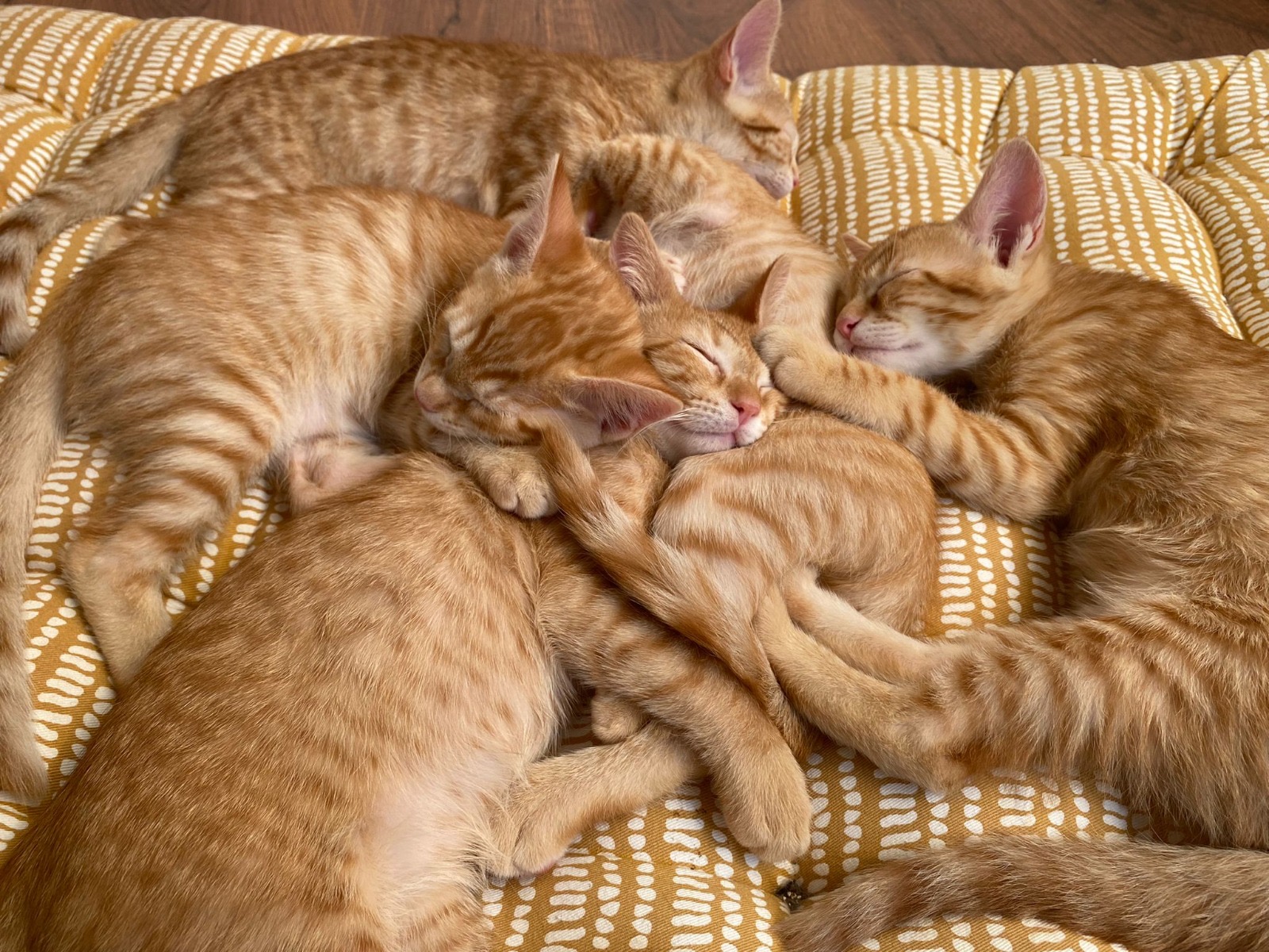 🐾 ¿Un gato con leucemia puede vivir con otros gatos? - Familia Bombay